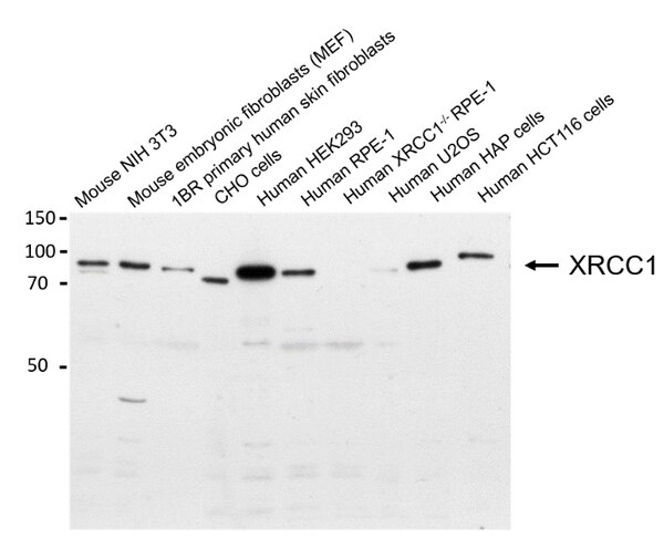 Anti-XRCC1 Antibody, clone 33-2-5 | MABE2020-25UG